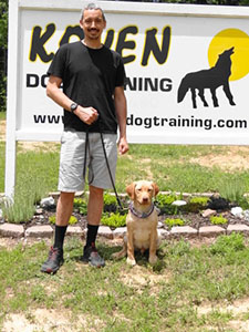 Trained Labrador Retrievers for Sale - Started Family Labs - Labrador ...