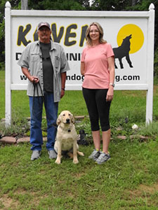 Trained Labrador Retrievers for Sale - Started Family Labs - Labrador ...