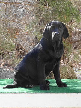 Trained Labrador Retrievers for Sale - Started Family Labs - Labrador ...