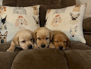 Trained Labrador Retrievers for Sale - Started Family Labs - Labrador ...