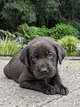 Trained Labrador Retrievers for Sale - Started Family Labs - Labrador ...