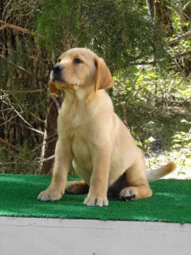 Trained Labrador Retrievers for Sale - Started Family Labs - Labrador ...