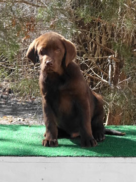 Trained Labrador Retrievers for Sale - Started Family Labs - Labrador ...