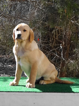 Trained Labrador Retrievers for Sale - Started Family Labs - Labrador ...