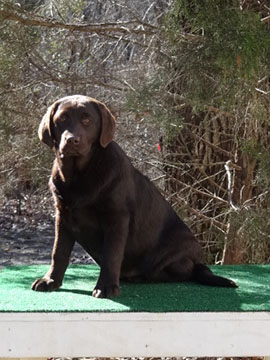Trained Labrador Retrievers for Sale - Started Family Labs - Labrador ...