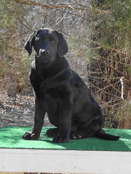 Trained Labrador Retrievers for Sale - Started Family Labs - Labrador ...