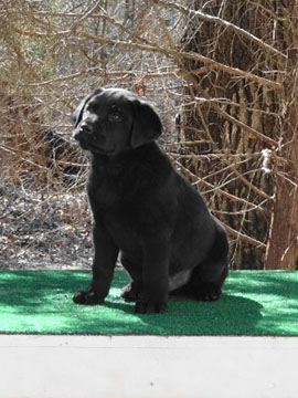 Trained Labrador Retrievers for Sale - Started Family Labs - Labrador ...